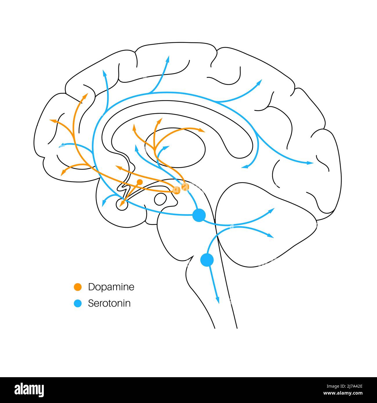 Dopamine And Serotonin