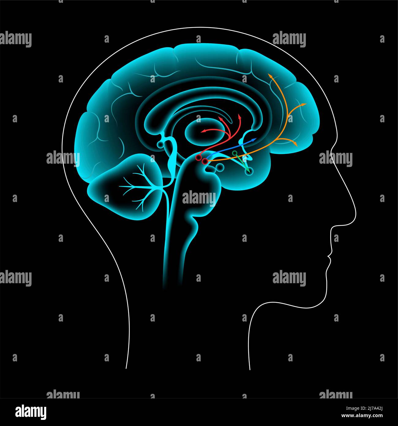 Dopamine pathway, illustration Stock Photo - Alamy