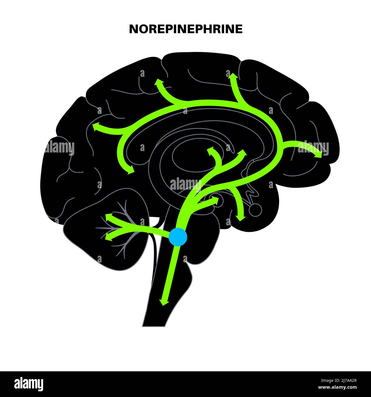 Norepinephrine hormone pathway, illustration Stock Photo - Alamy