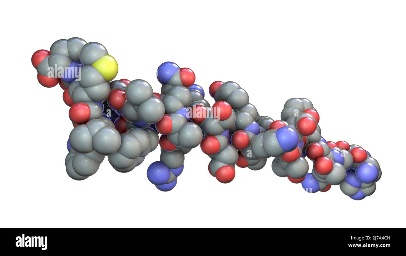 Glucagon hormone molecule, illustration Stock Photo - Alamy
