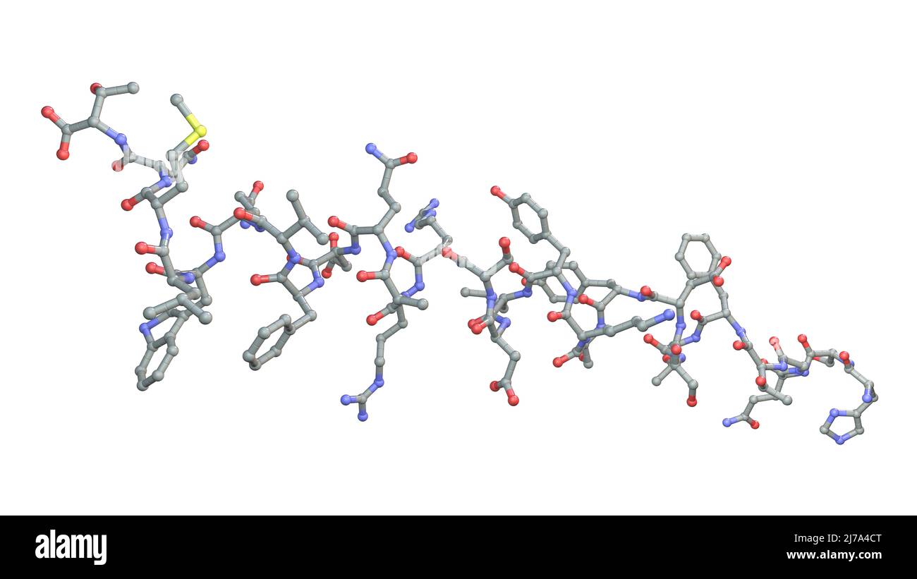 Glucagon hormone molecule, illustration Stock Photo - Alamy