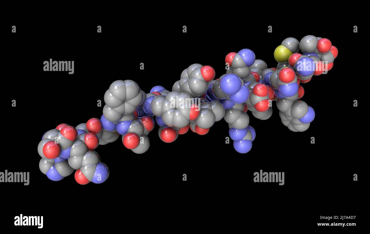 Glucagon hormone molecule, illustration Stock Photo - Alamy