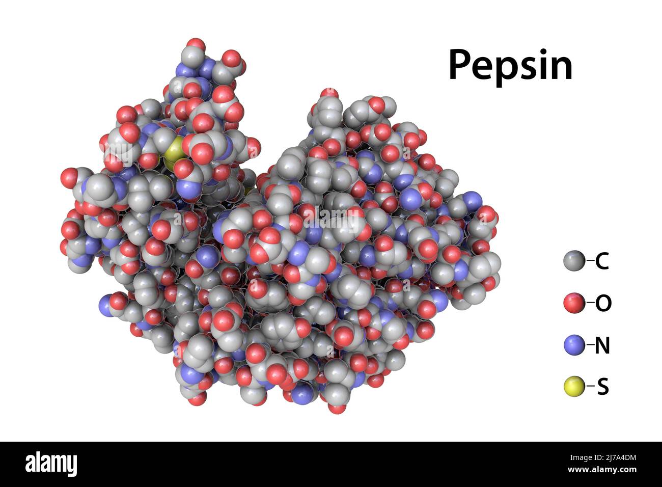 Pepsin stomach enzyme molecule, illustration Stock Photo - Alamy