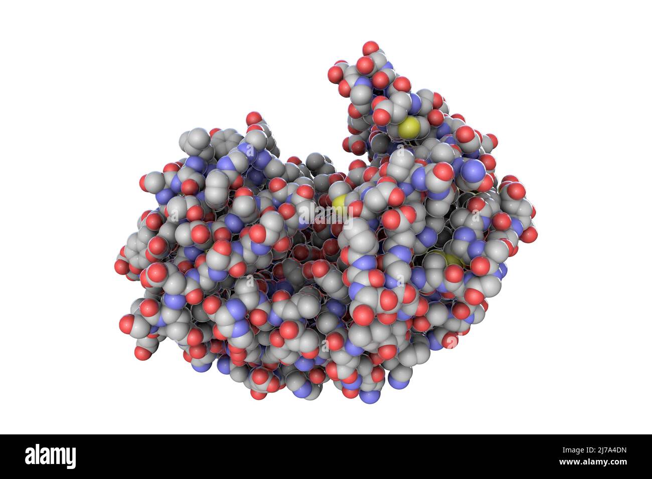 Pepsin stomach enzyme molecule, illustration Stock Photo - Alamy