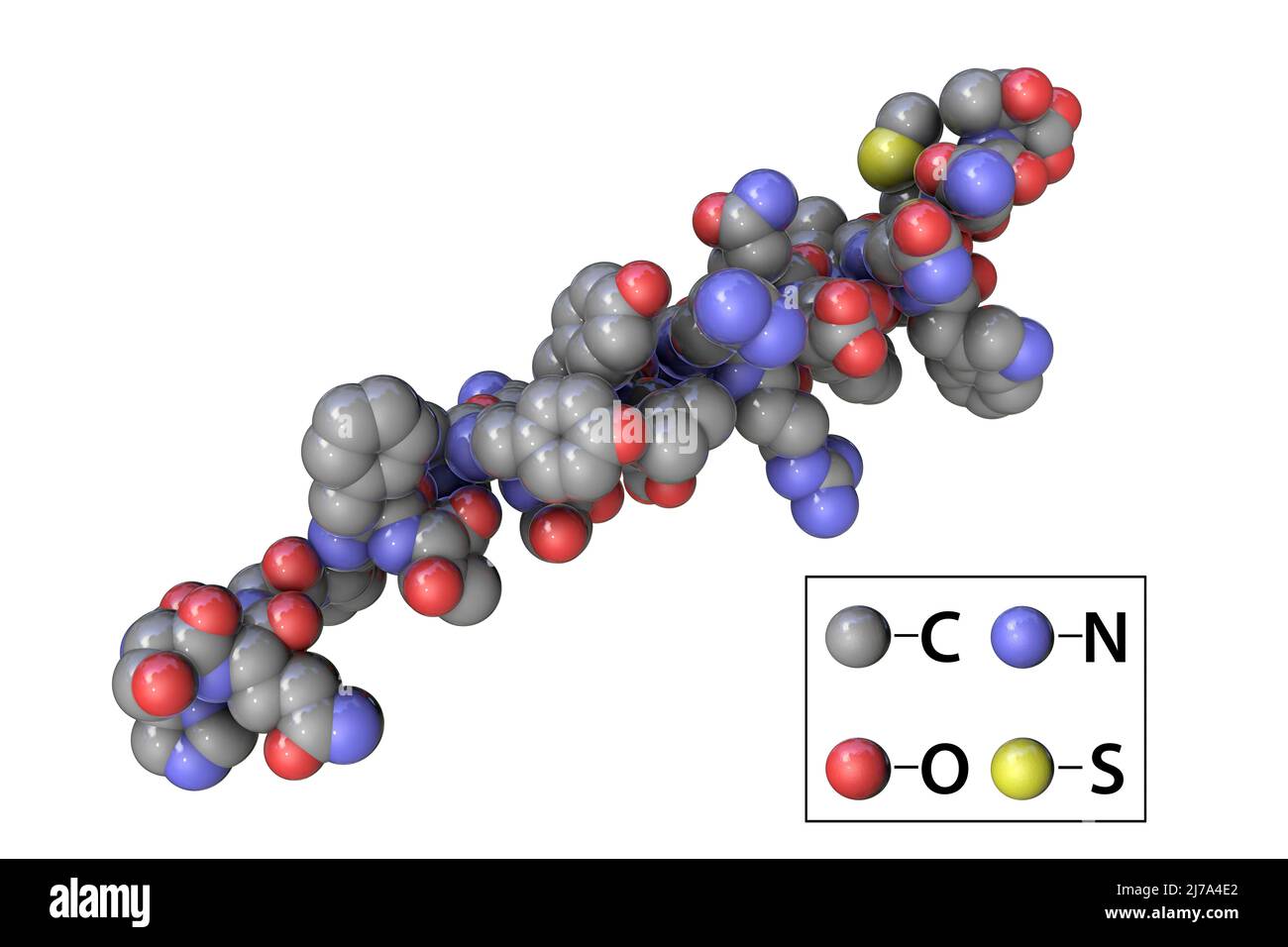 Glucagon hormone molecule, illustration Stock Photo - Alamy
