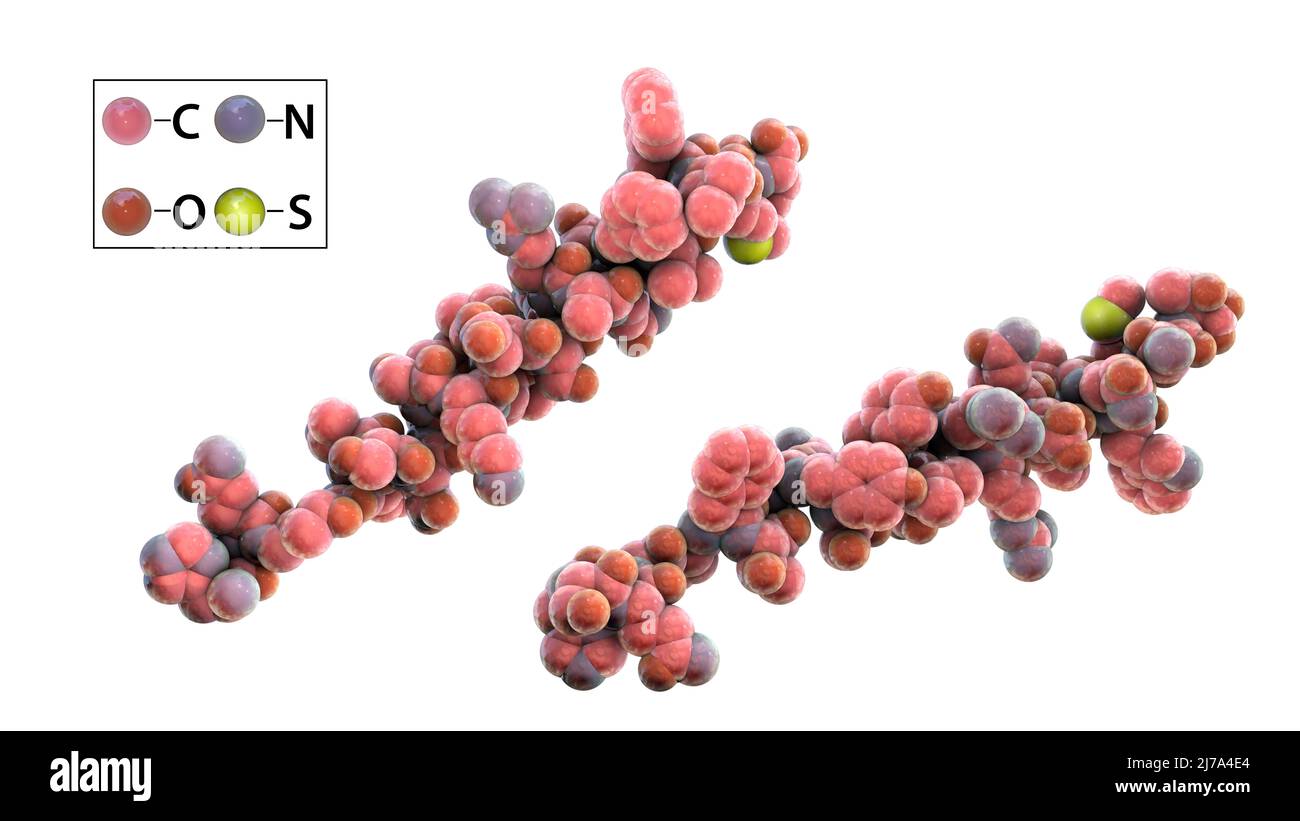 Glucagon hormone molecule, illustration Stock Photo - Alamy