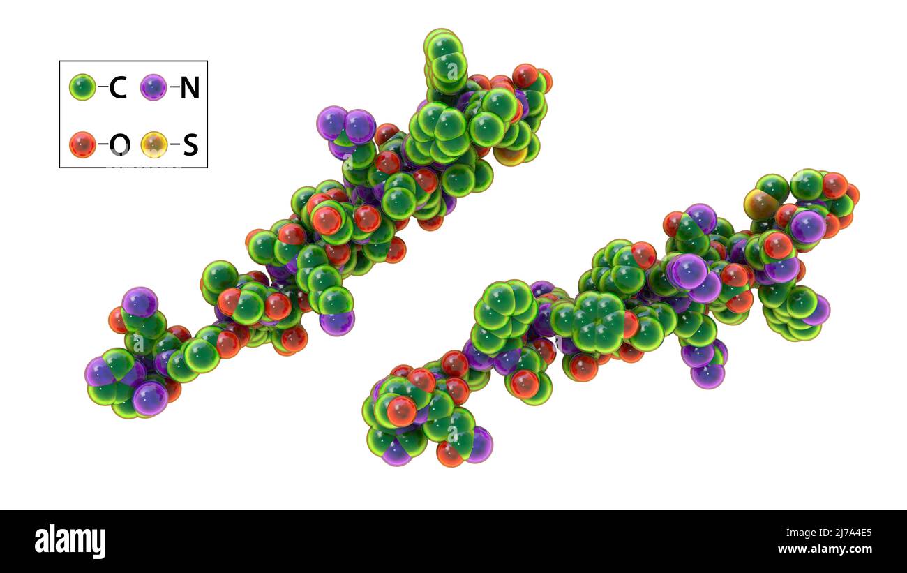 Glucagon hormone molecule, illustration Stock Photo - Alamy