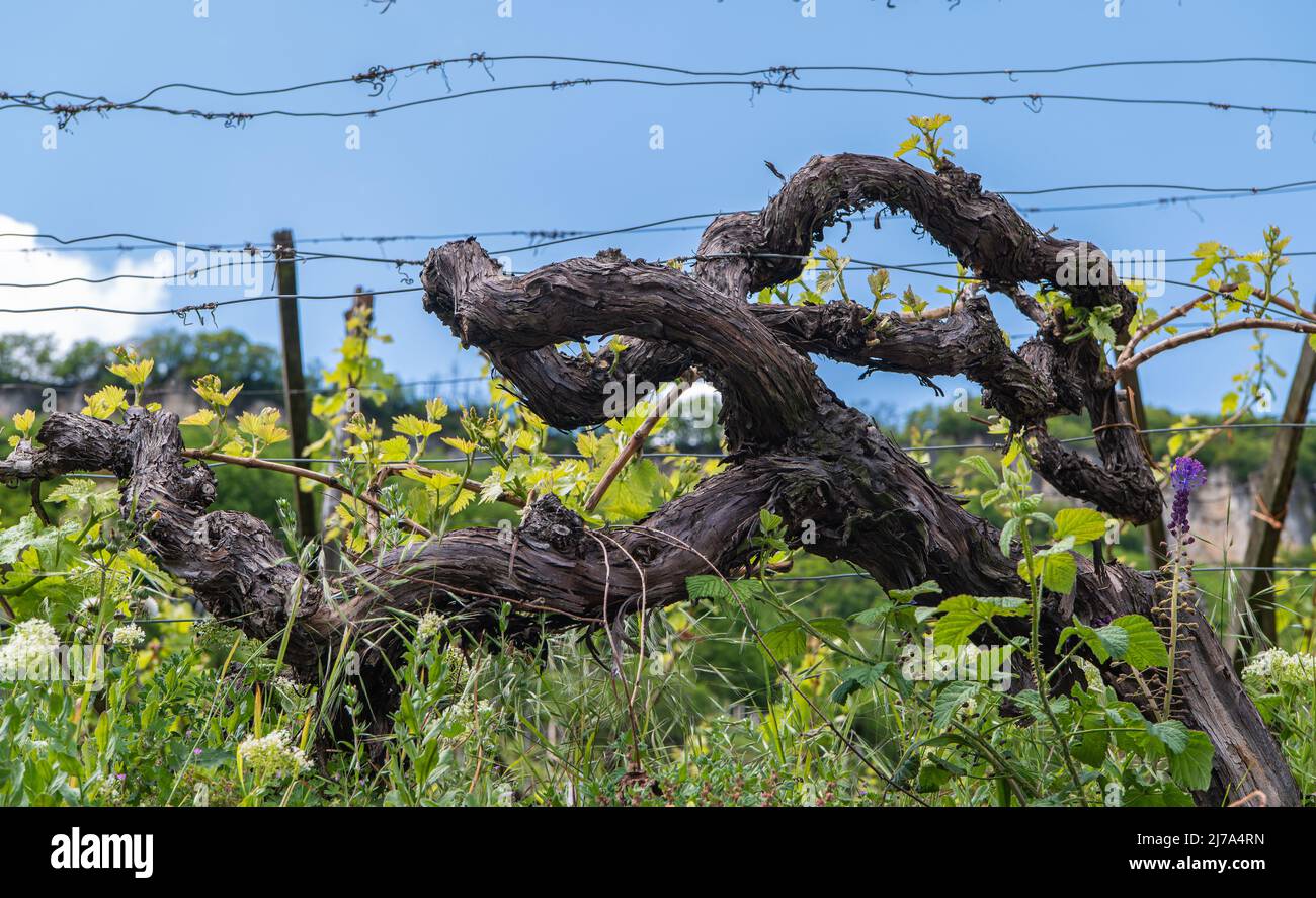 very old grapevine in a vineyard in south tyrol in northern italy ...