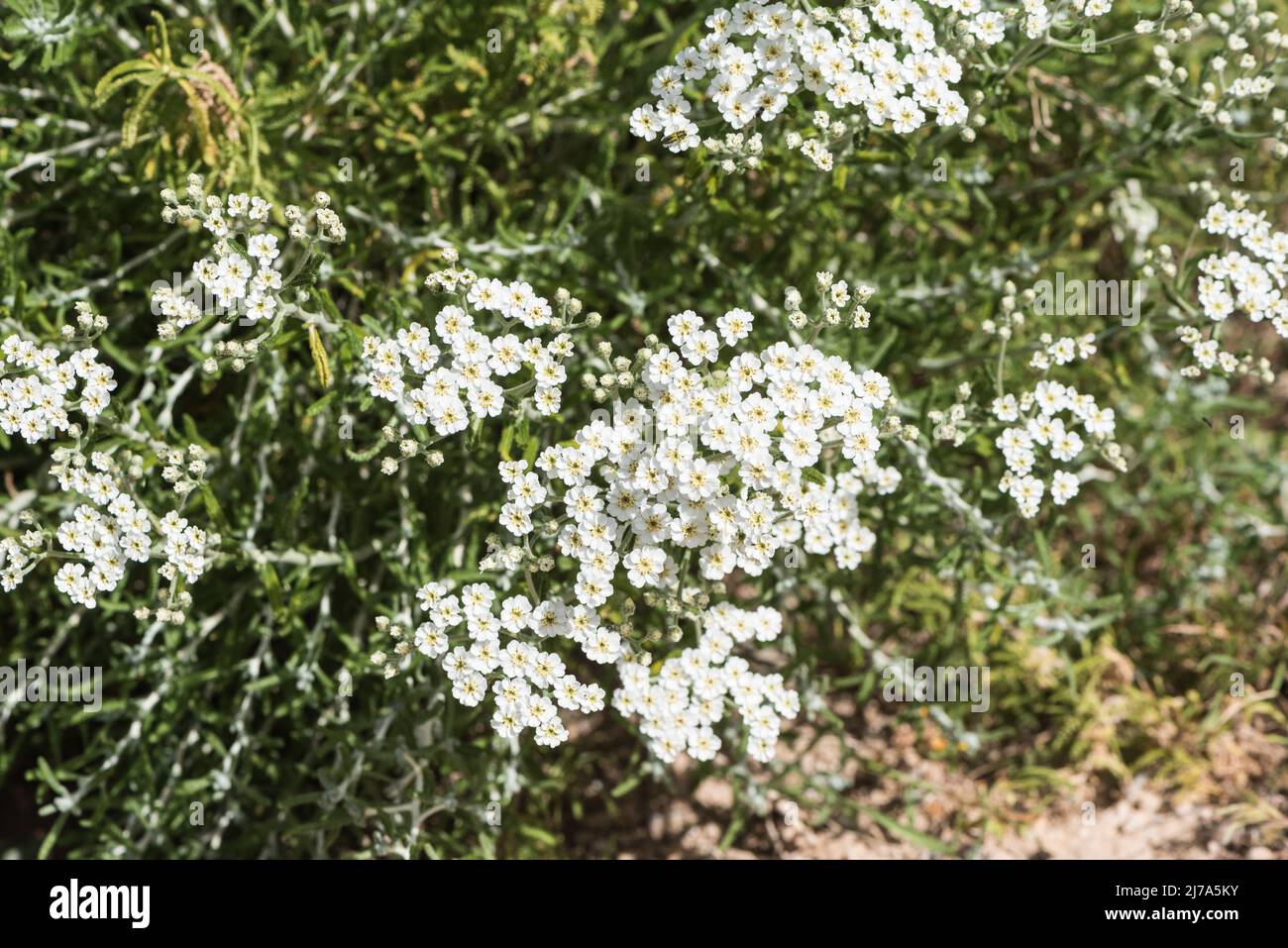 A rare Turkish plant, Achillea cretica Stock Photo - Alamy