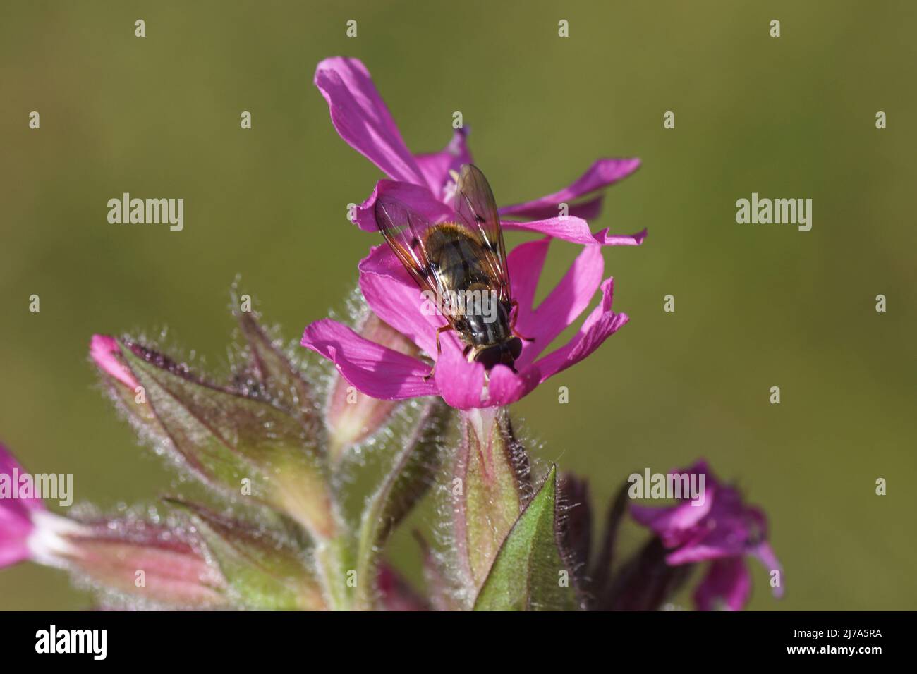 Female hoverfly Ferdinandea cuprea of the family hoverflies (Syrphidae ...
