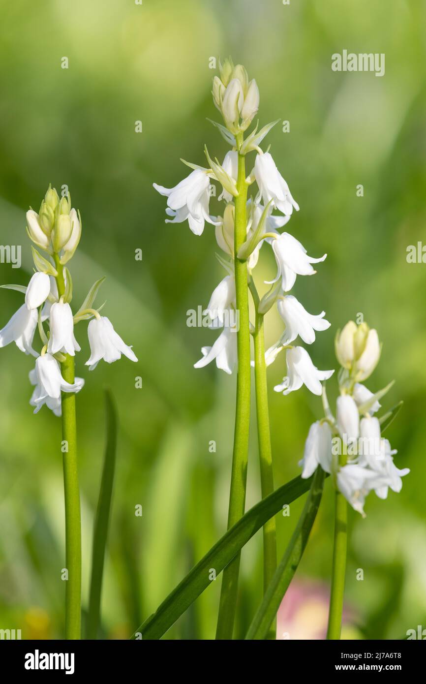 Close up of white Spanish bluebell (hyacinthoides hispanica) flowers in ...