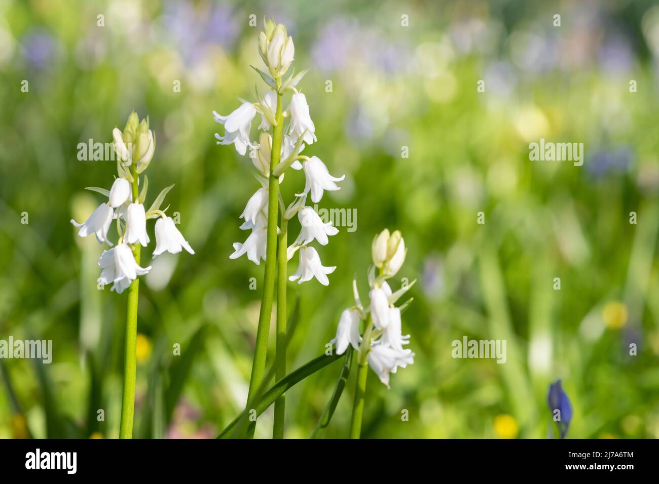 Close up of white Spanish bluebell (hyacinthoides hispanica) flowers in ...