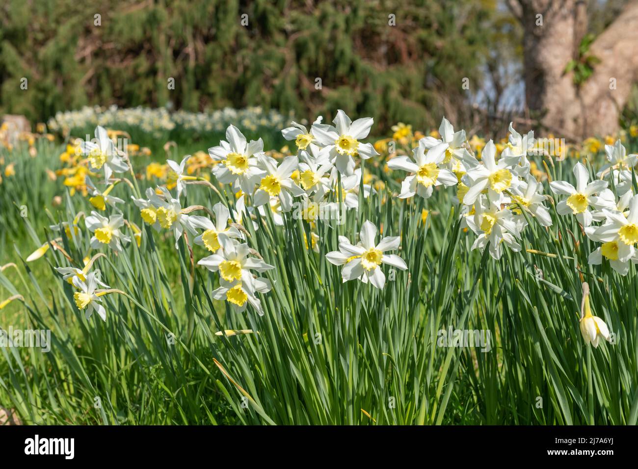 Daffodil (narcissus) flowers in bloom Stock Photo - Alamy