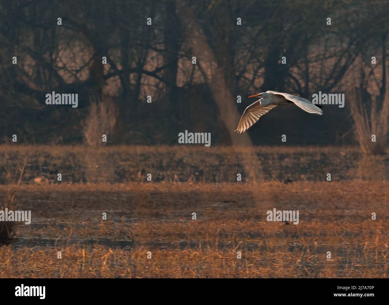 Great Egret in open feathers over wet land Stock Photo - Alamy