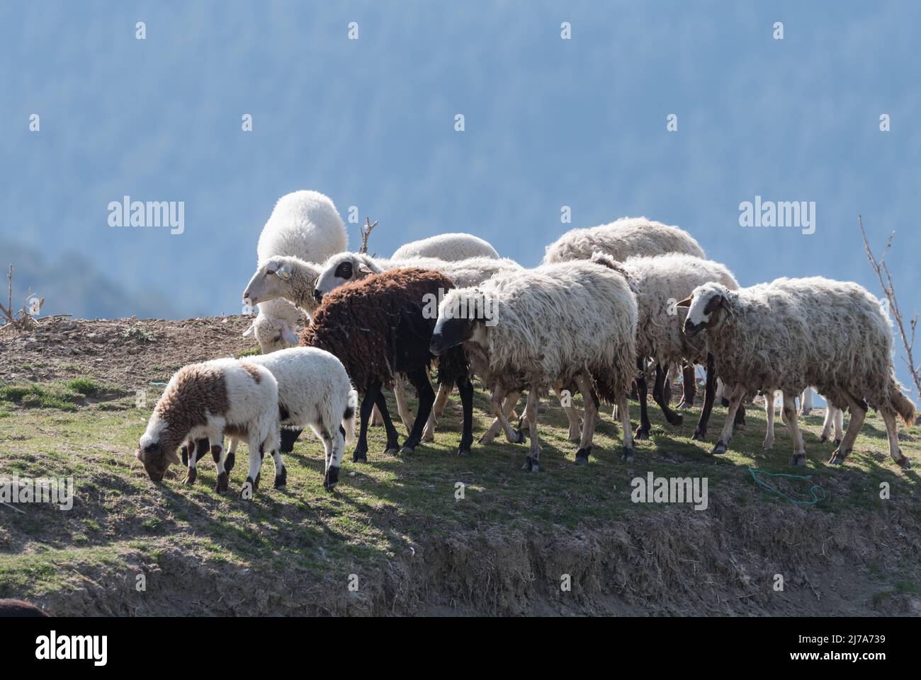 Flock of Turkish sheep Stock Photo - Alamy
