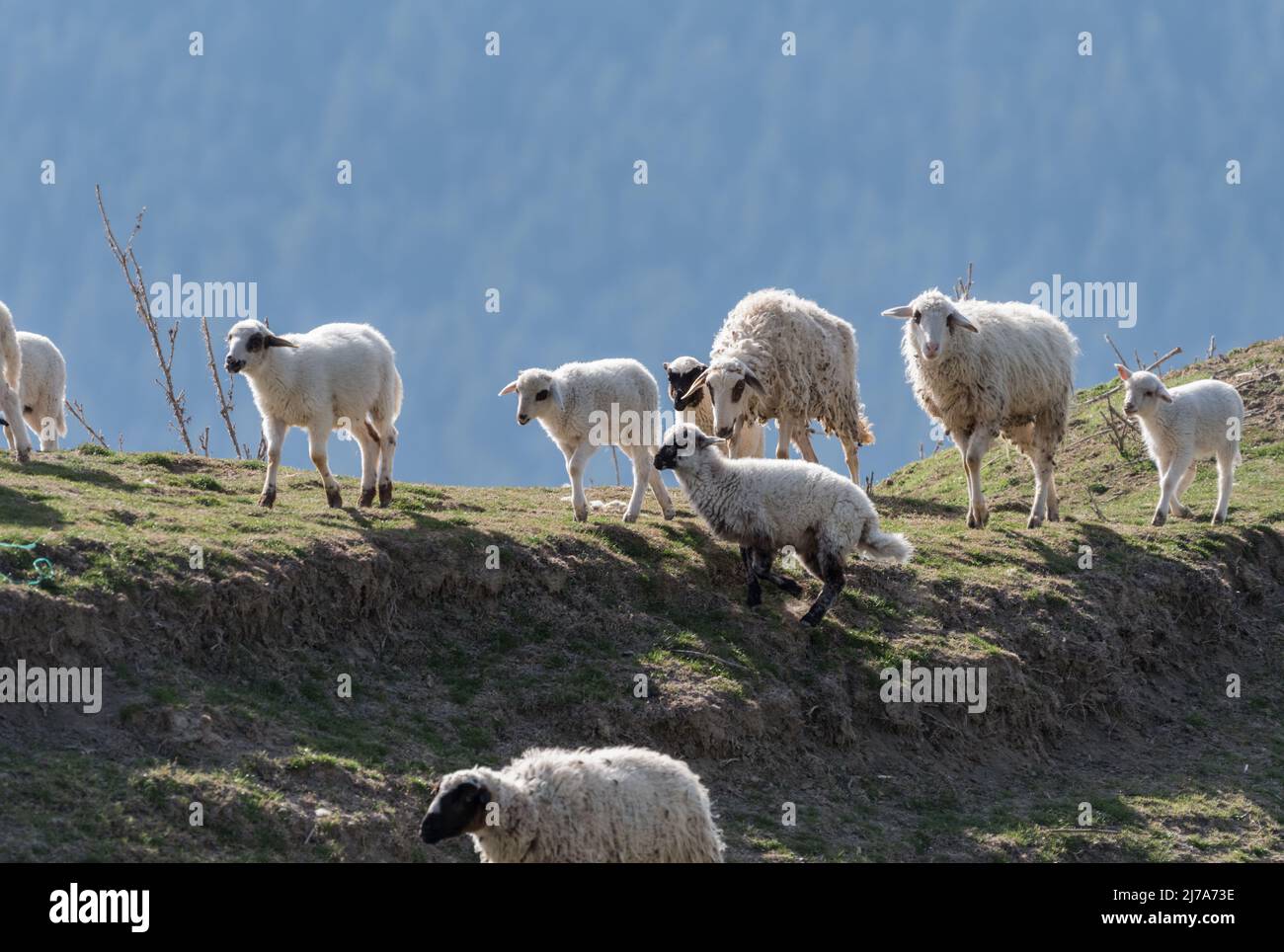 Flock of Turkish sheep Stock Photo - Alamy