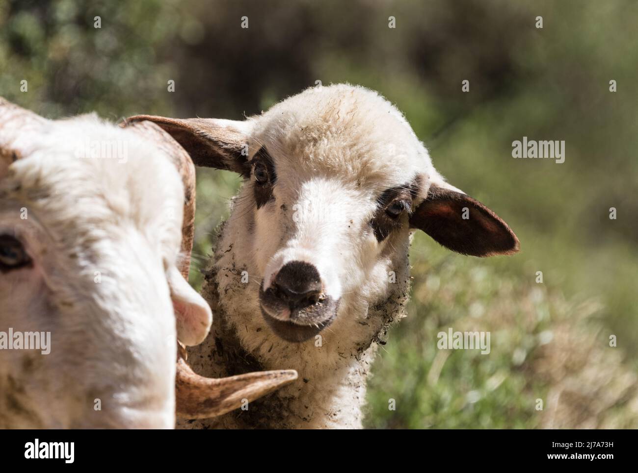 Sheep shade hi-res stock photography and images - Alamy
