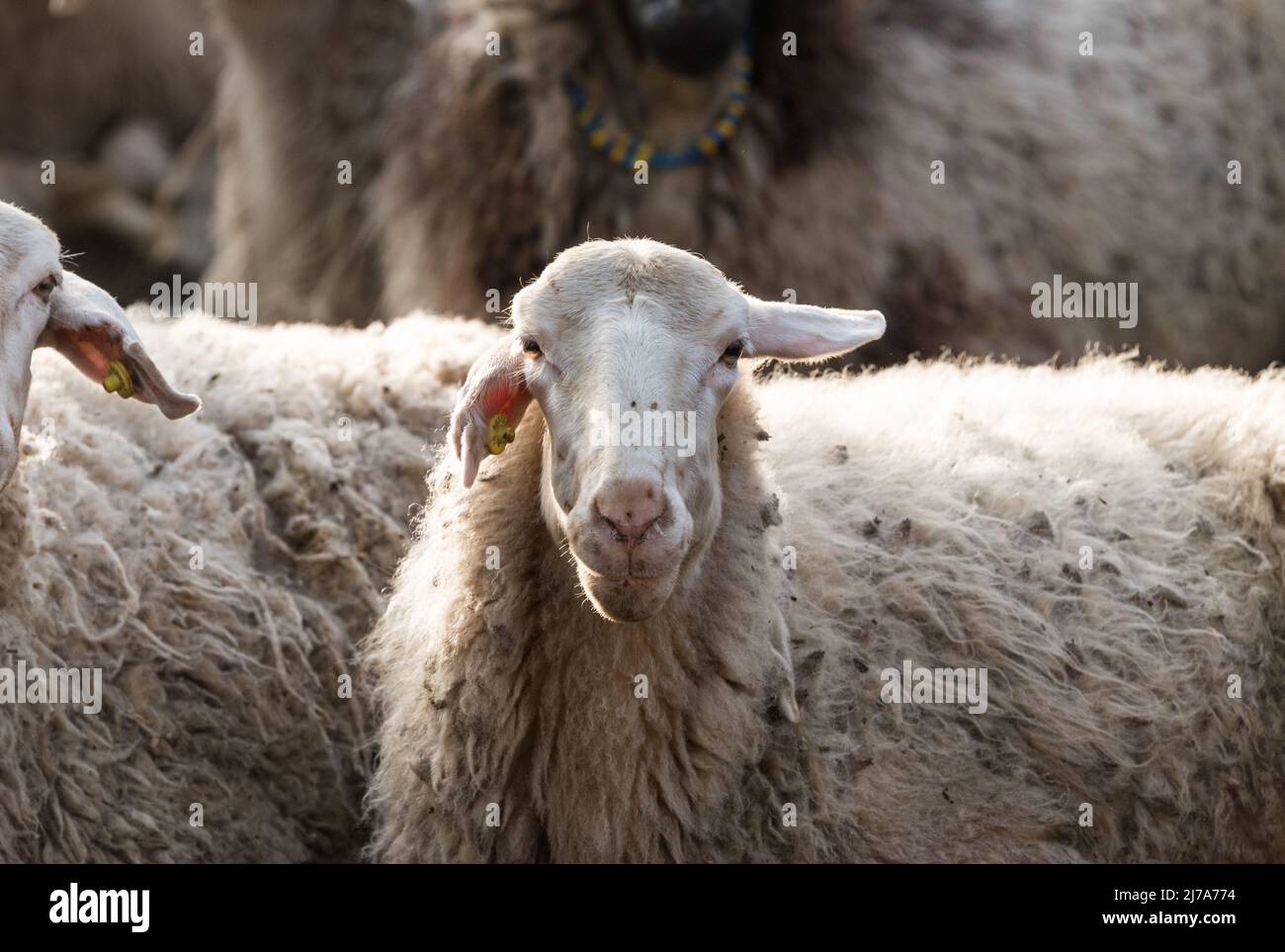 One sheep animal husbandry woolly wool hi-res stock photography and ...
