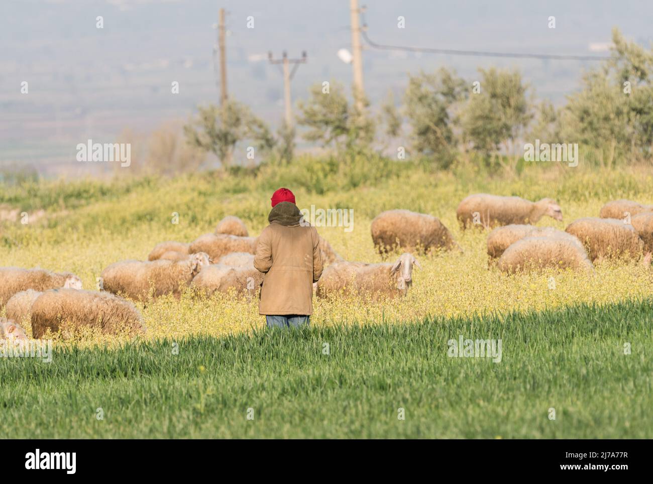 Turkish shepherd with his flock Stock Photo - Alamy