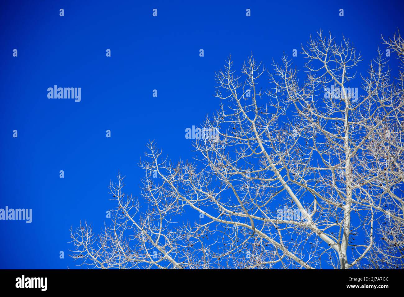 White tree branches over clean bright blue sky, early spring weather ...