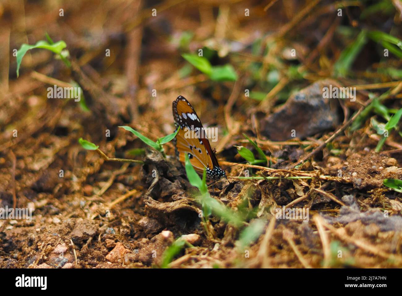 Beautiful butterfly standing in ground level with swallow depth of ...