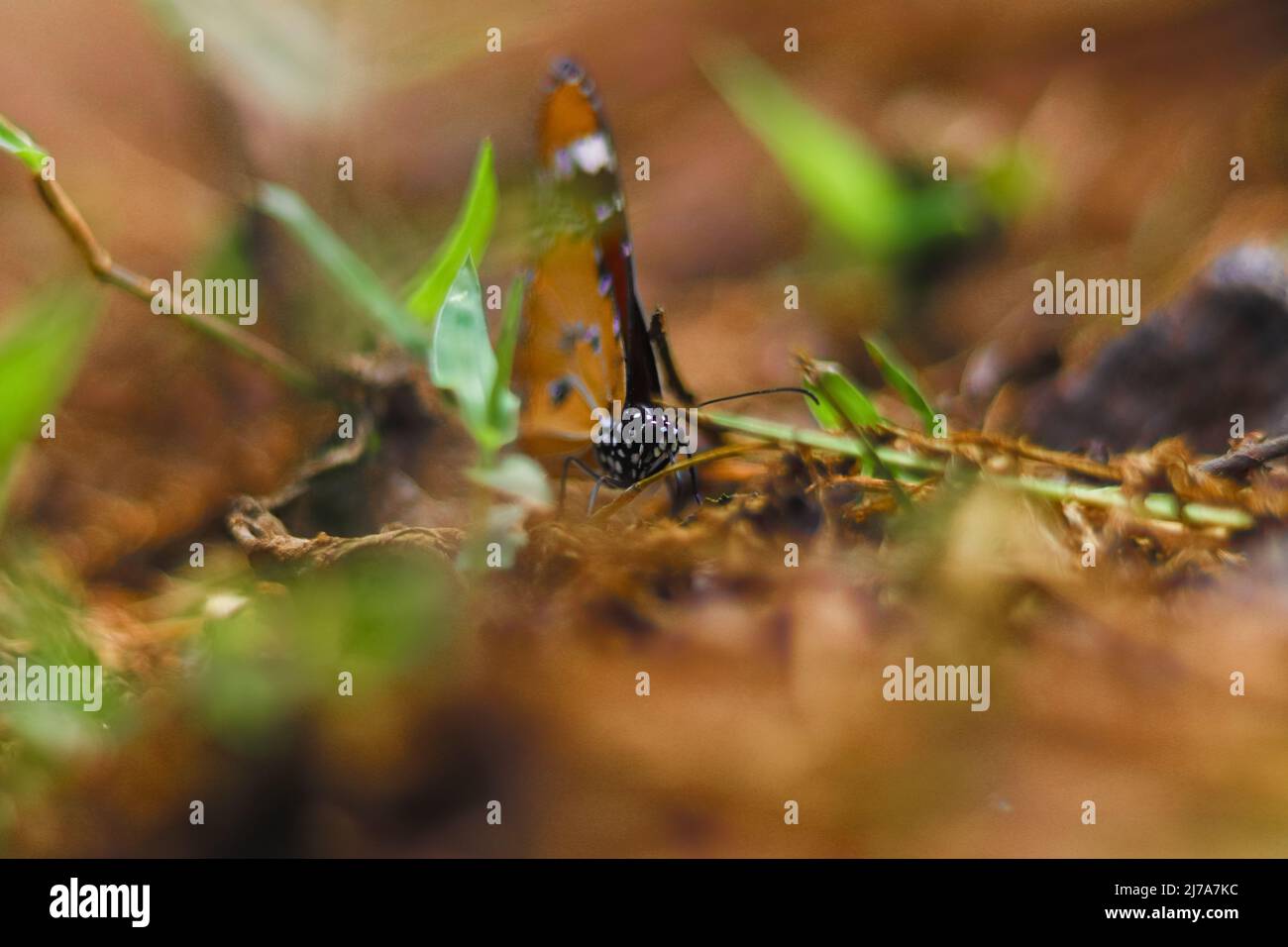 Beautiful butterfly standing in ground level with swallow depth of ...
