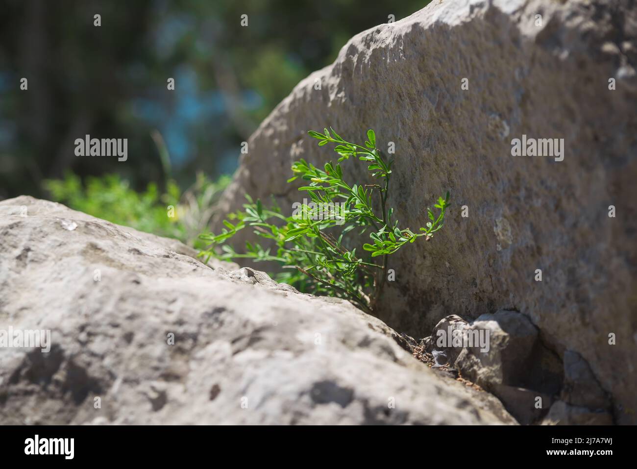 Plant grow up on cracked stone, wild plants in the mountains, grow on ...