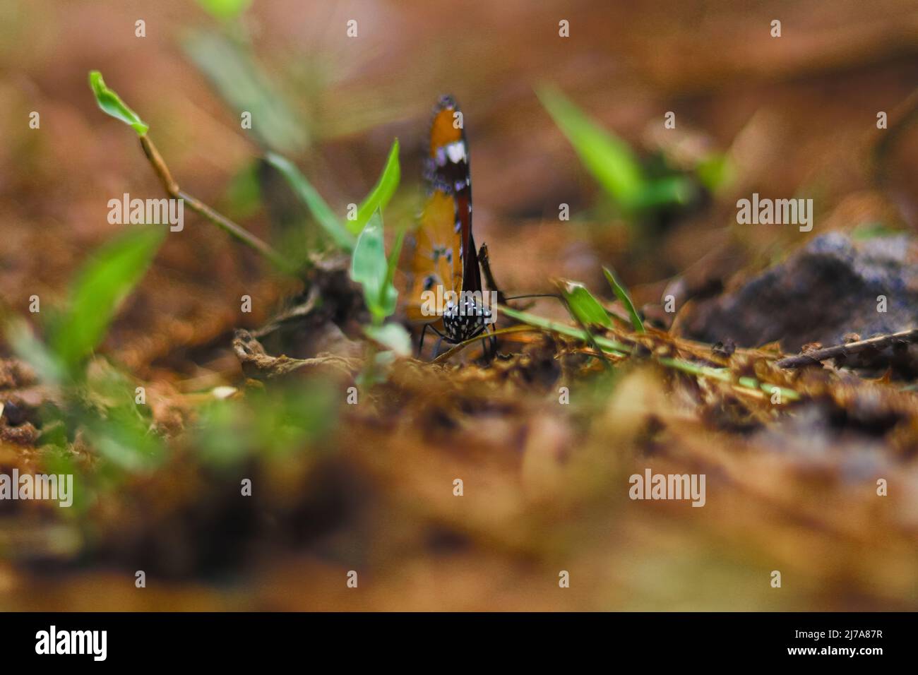Beautiful butterfly standing in ground level with swallow depth of ...