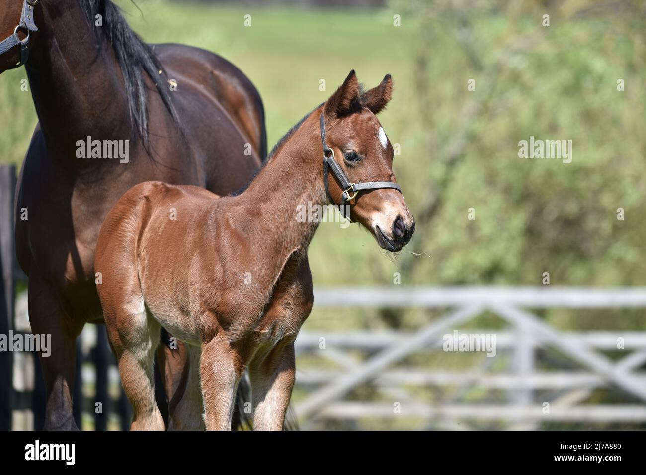 Breeding horses hi-res stock photography and images - Alamy