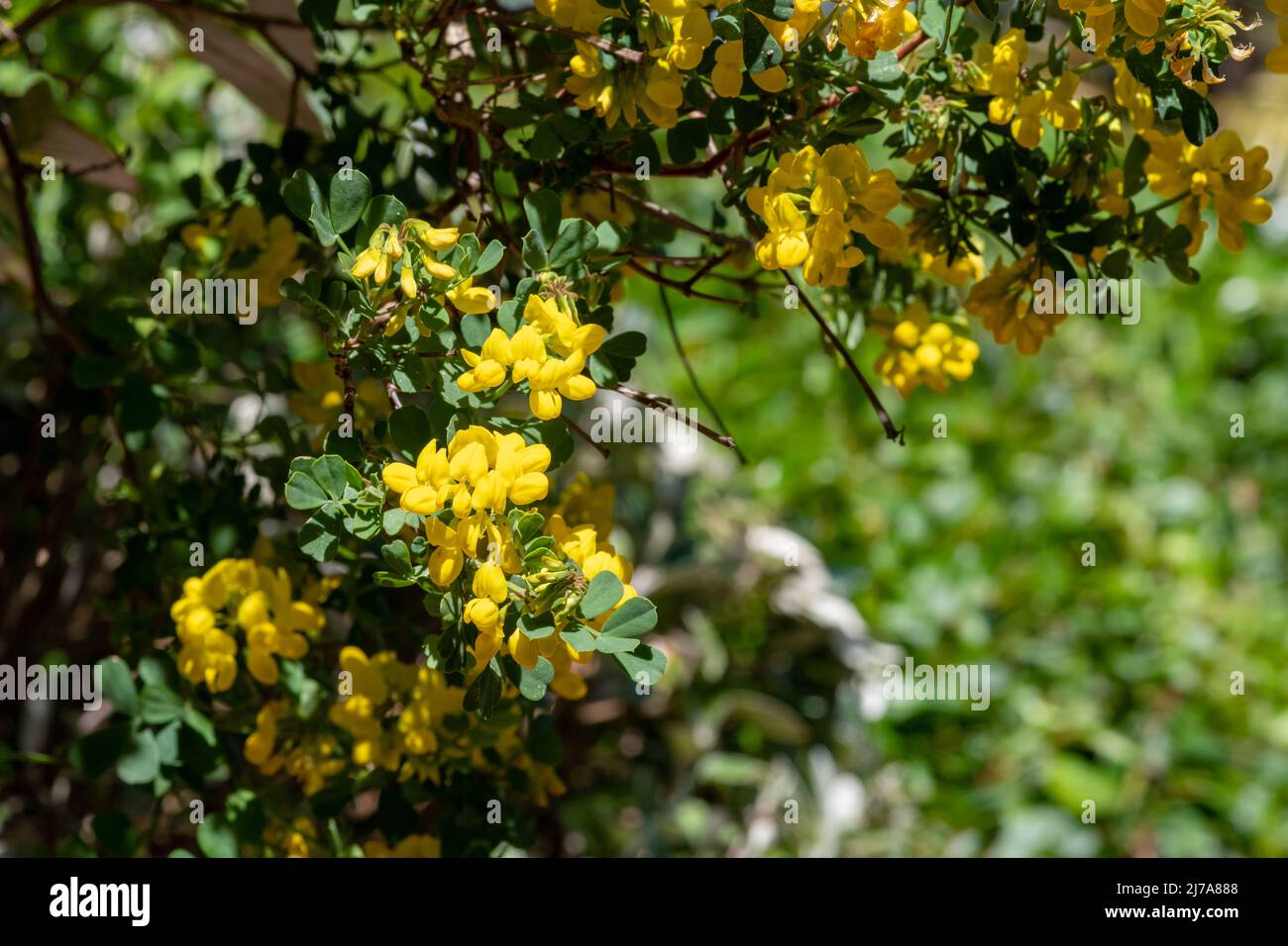 Close up of sweet broom (genista stenopetala) flowers in bloom Stock ...
