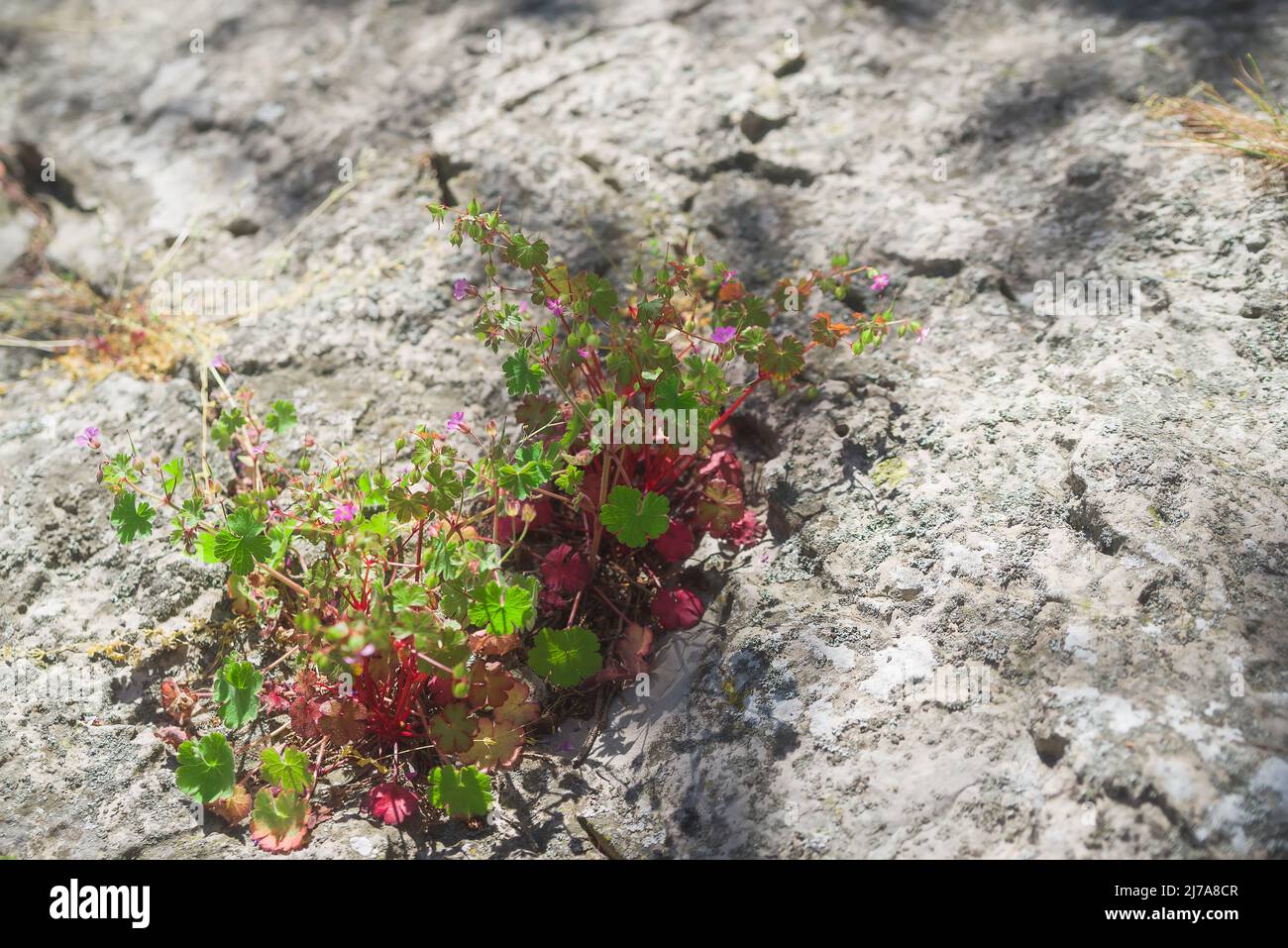 Plant grow up on cracked stone, wild plants in the mountains, grow on ...