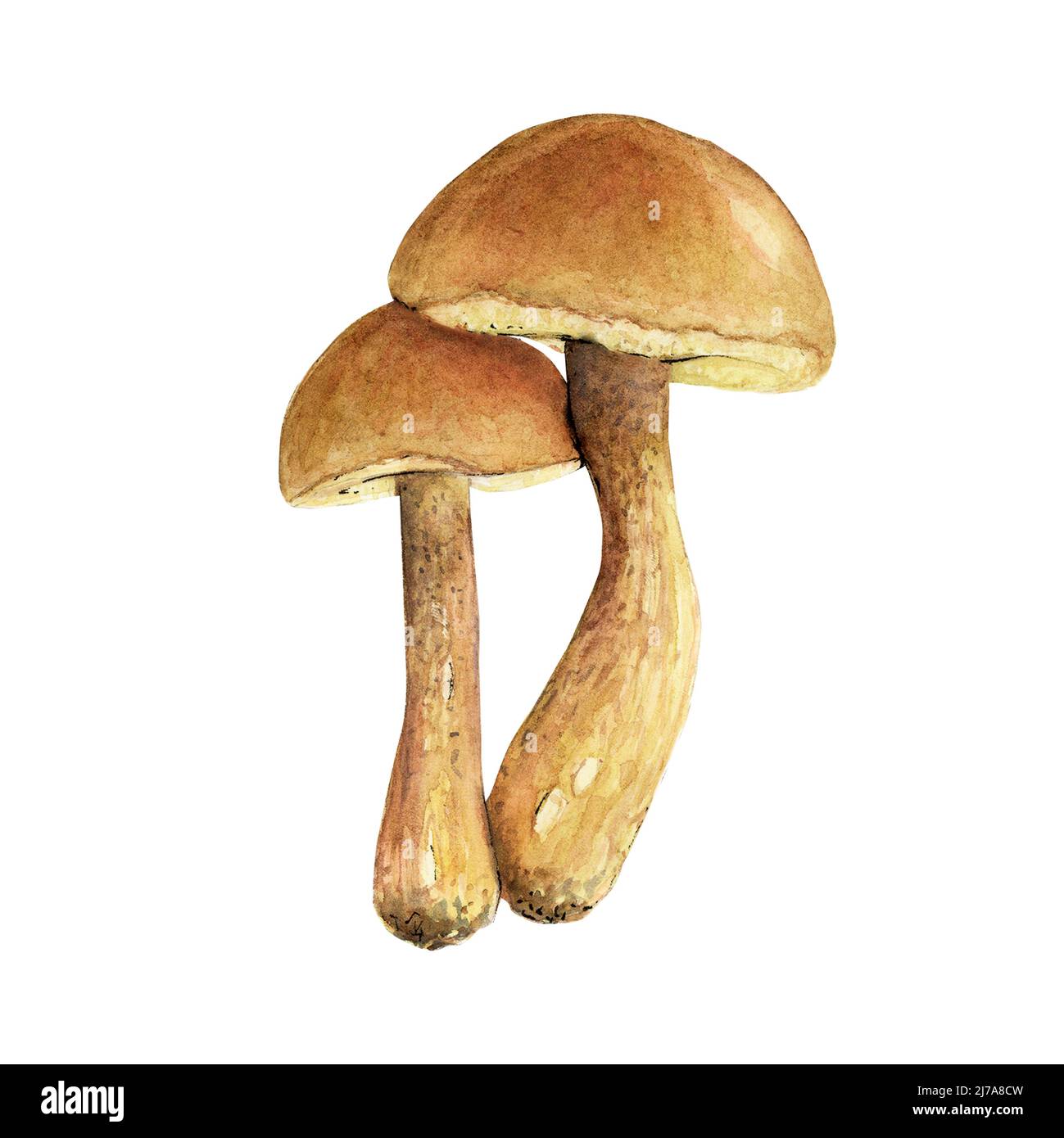 Painted cap Cut Out Stock Images & Pictures - Alamy