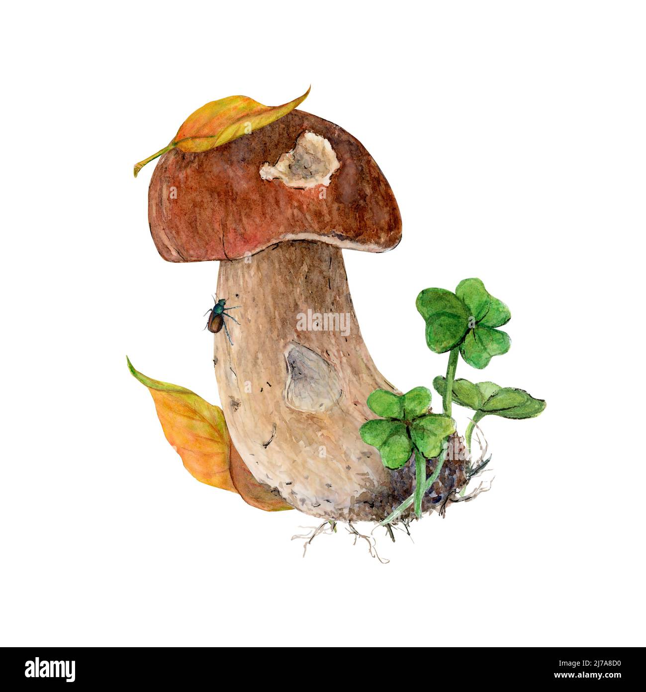 Boletus edulis drawing hi-res stock photography and images - Alamy