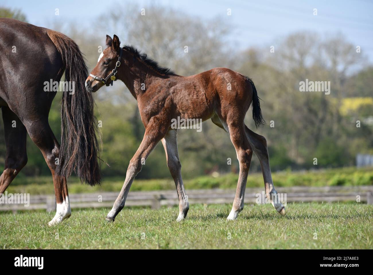Breeding horses hi-res stock photography and images - Alamy