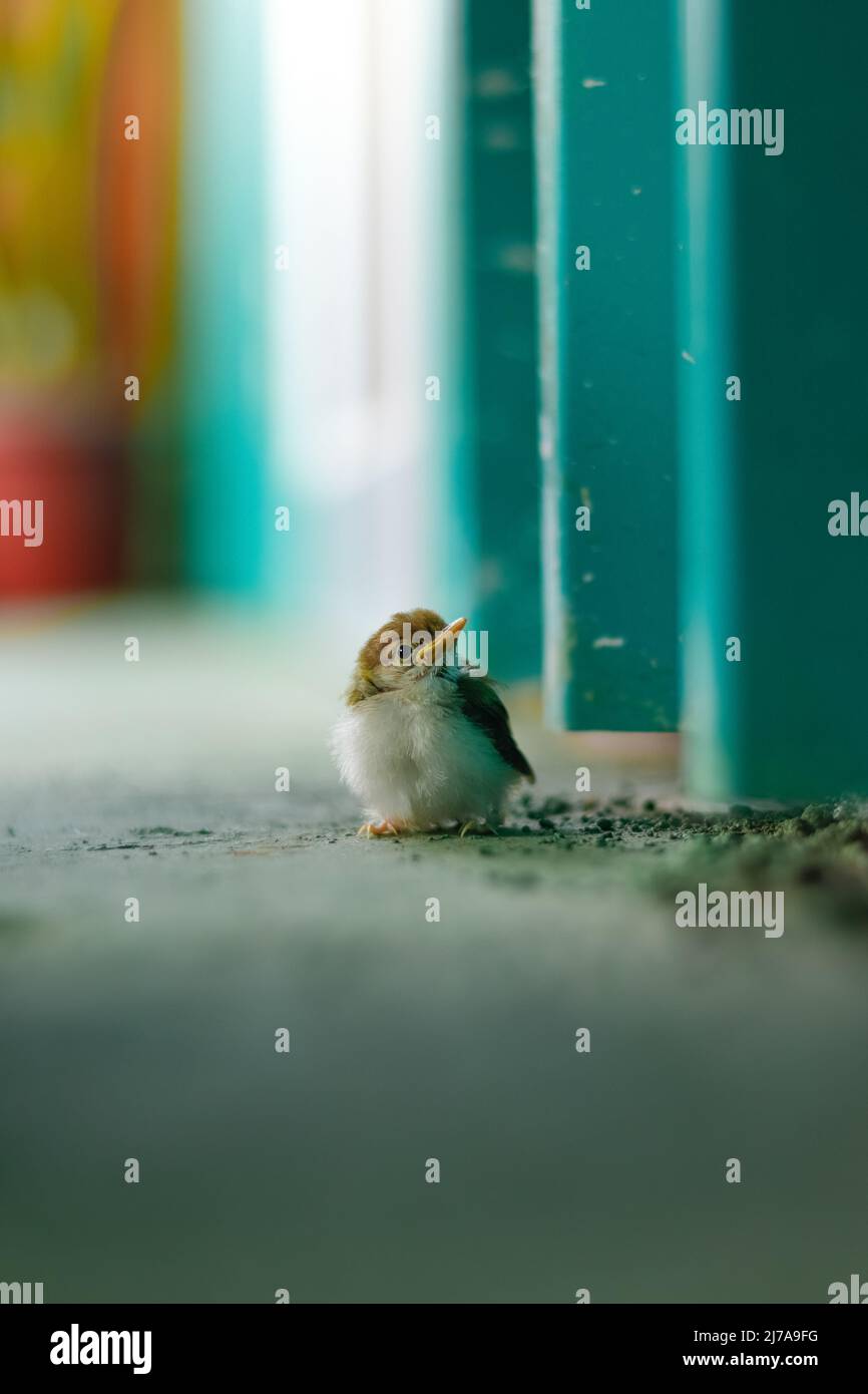 Front facing long view of Baby Tailor-bird sightseeing the surroundings ...