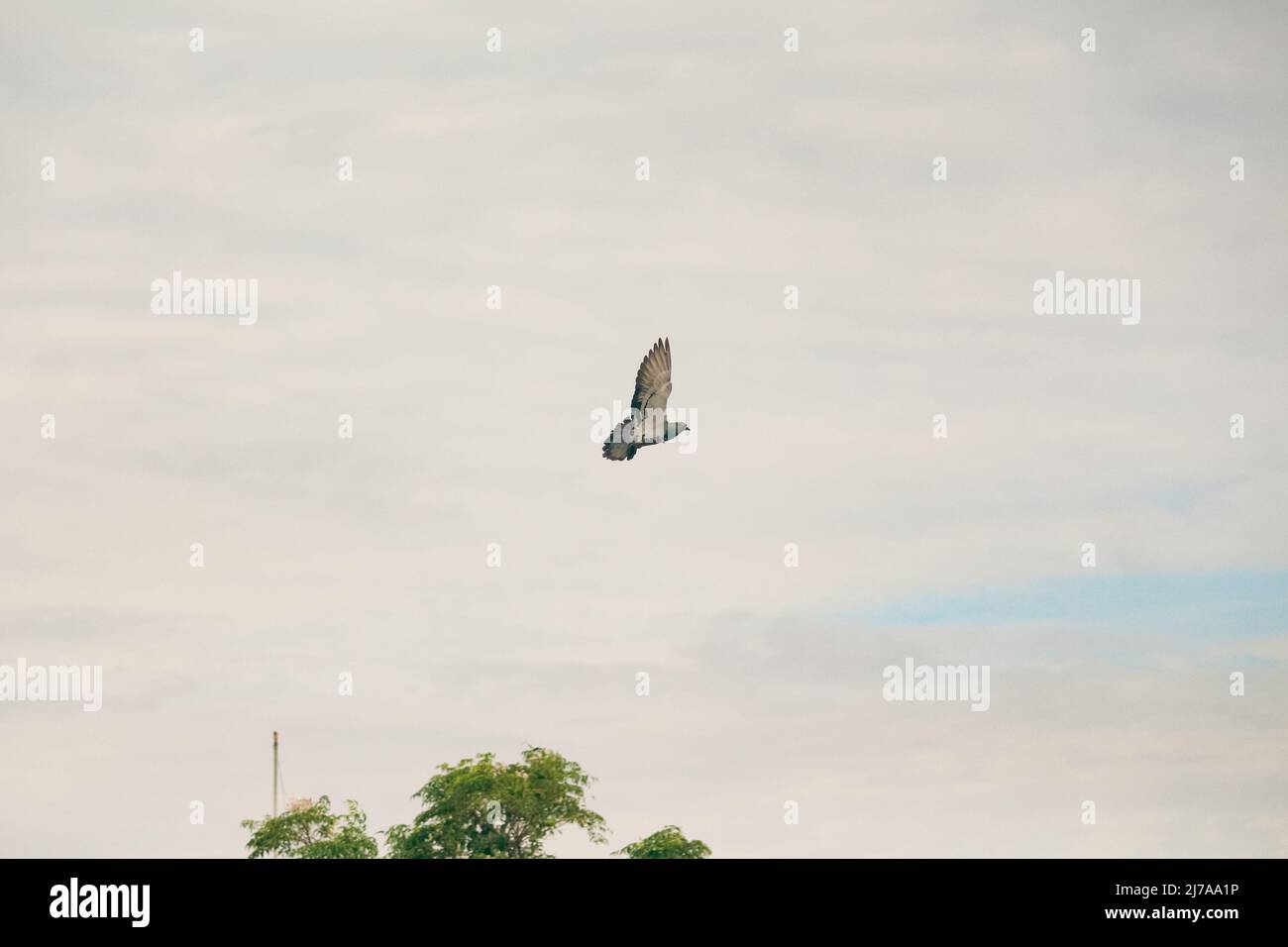 Rock dove flopping wings mid air Stock Photo - Alamy