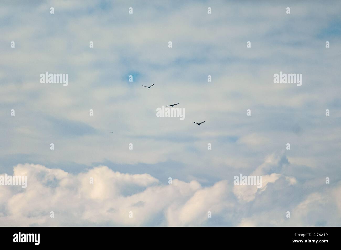 Three Rock dove flying into clouds Stock Photo - Alamy