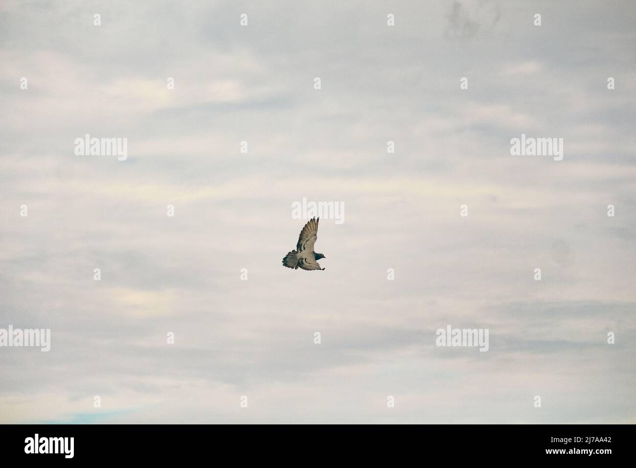 Rock dove flopping wings mid air Stock Photo - Alamy