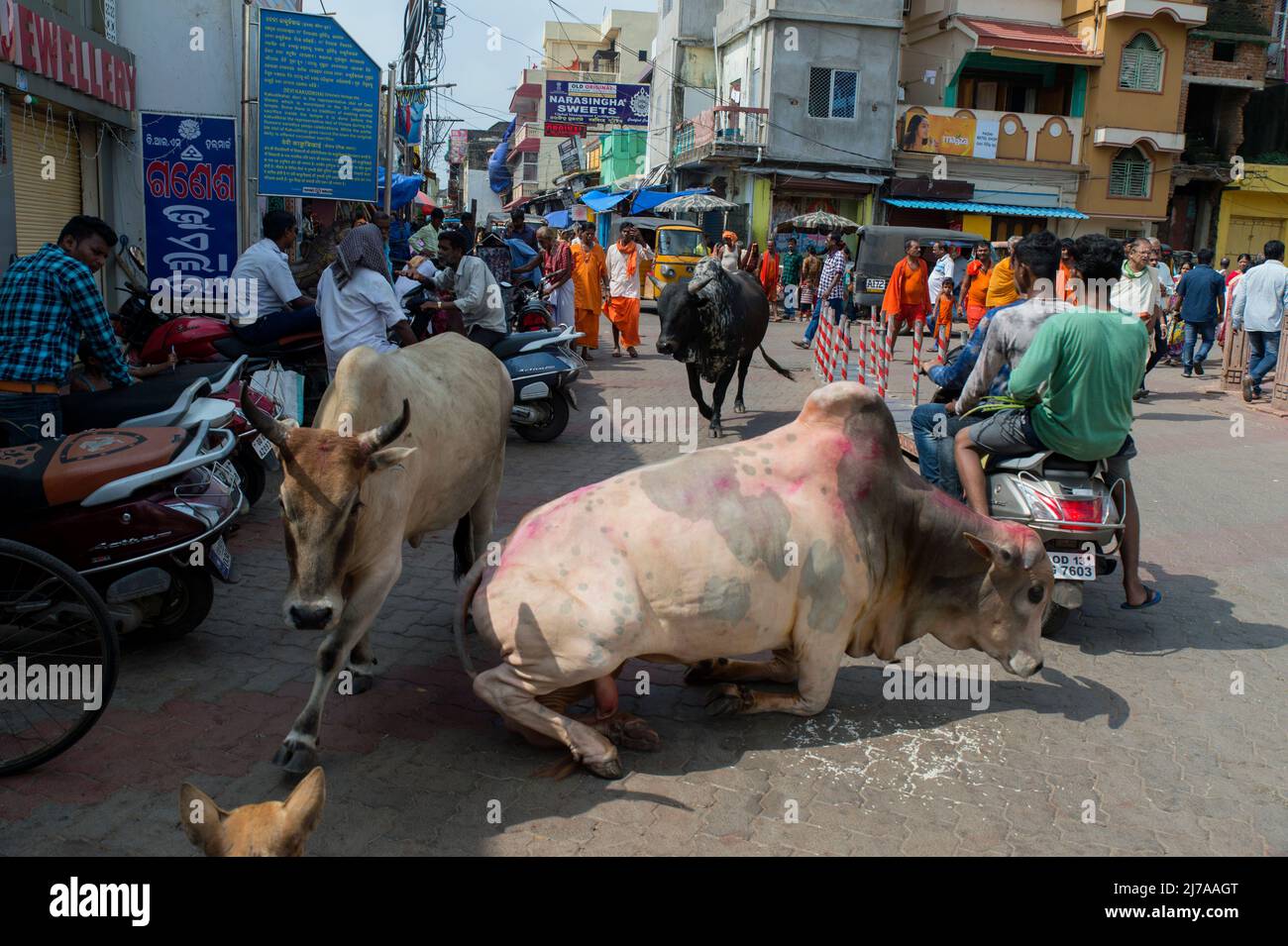 street scene in Puri, Odisha Stock Photo - Alamy