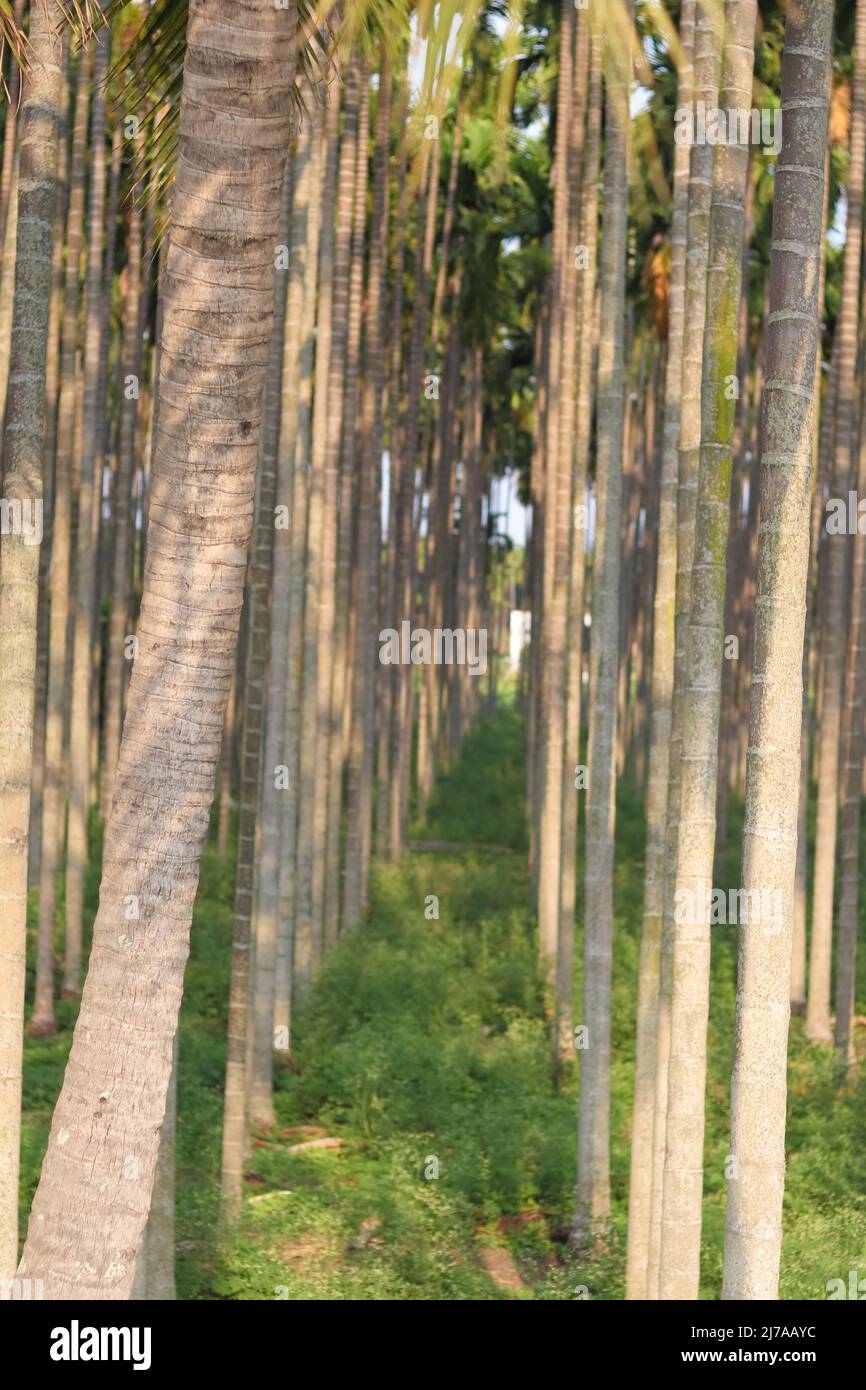 Bamboo trees farming season time wide shot closure trees in focus Stock ...