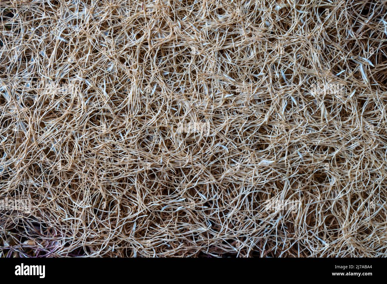 Germinated wheat grass roots as background, close up. White roots of ...