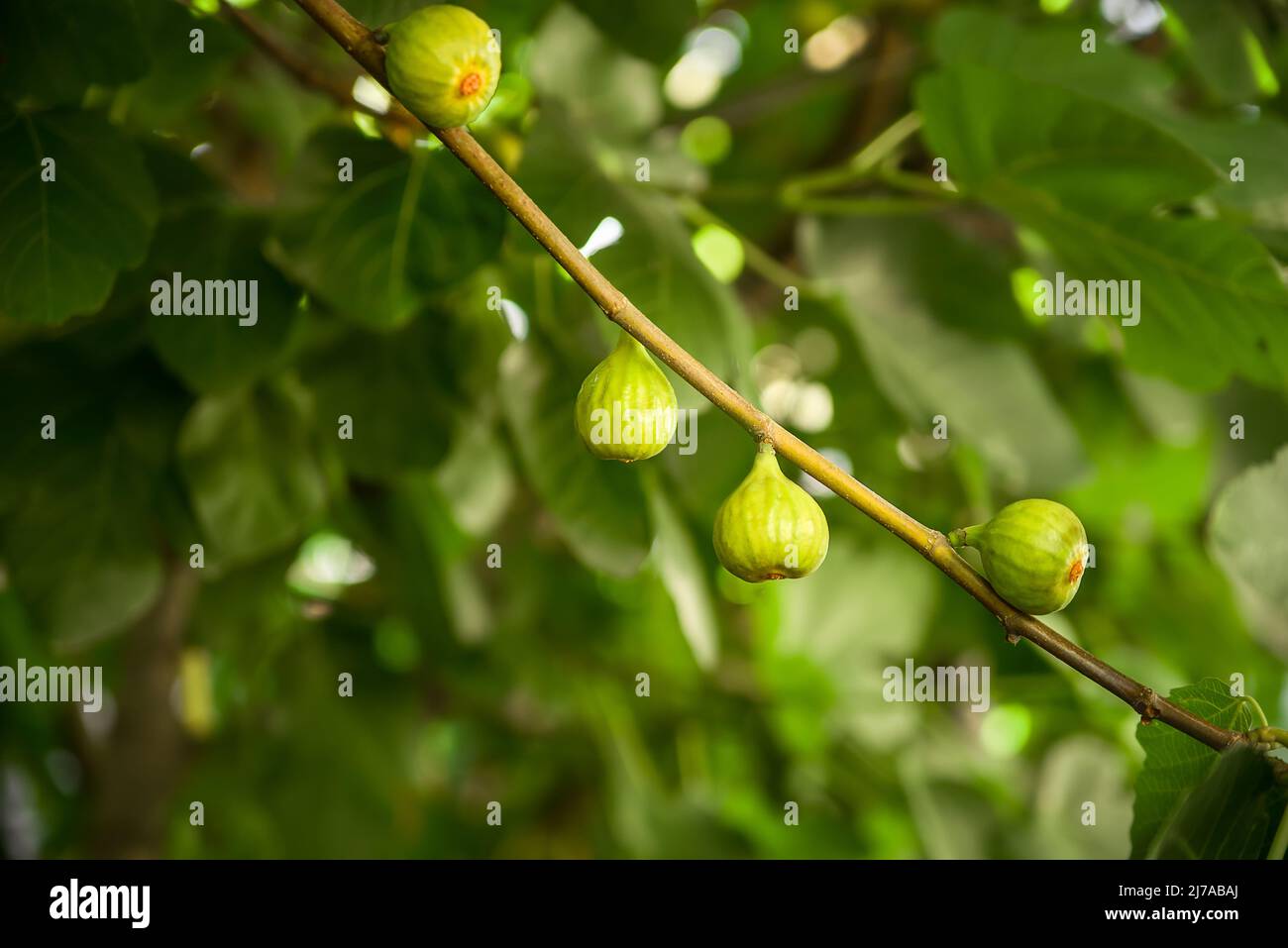 figs ripening on a fig tree, summer time Stock Photo - Alamy