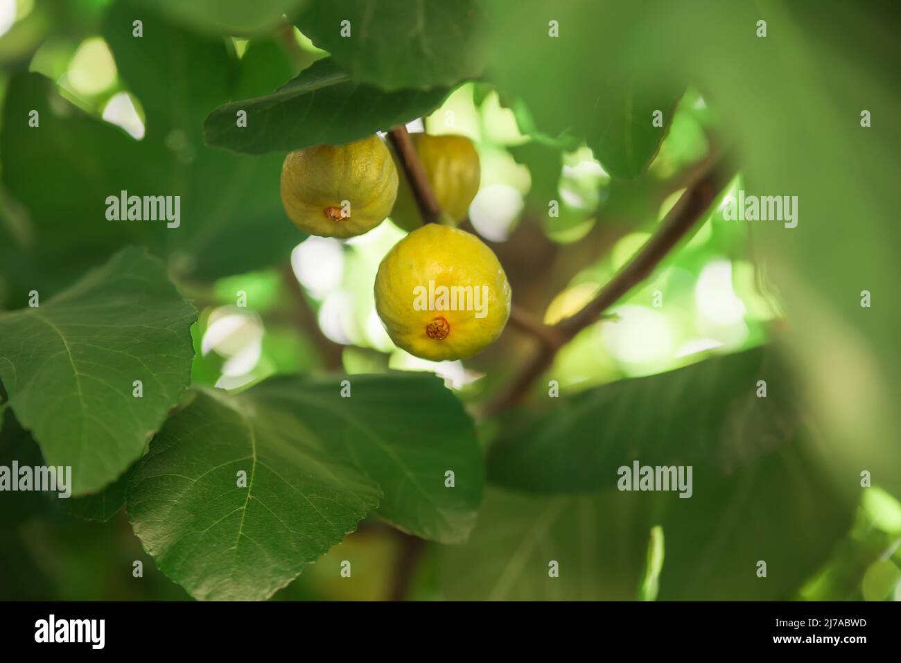 figs ripening on a fig tree, summer time Stock Photo - Alamy