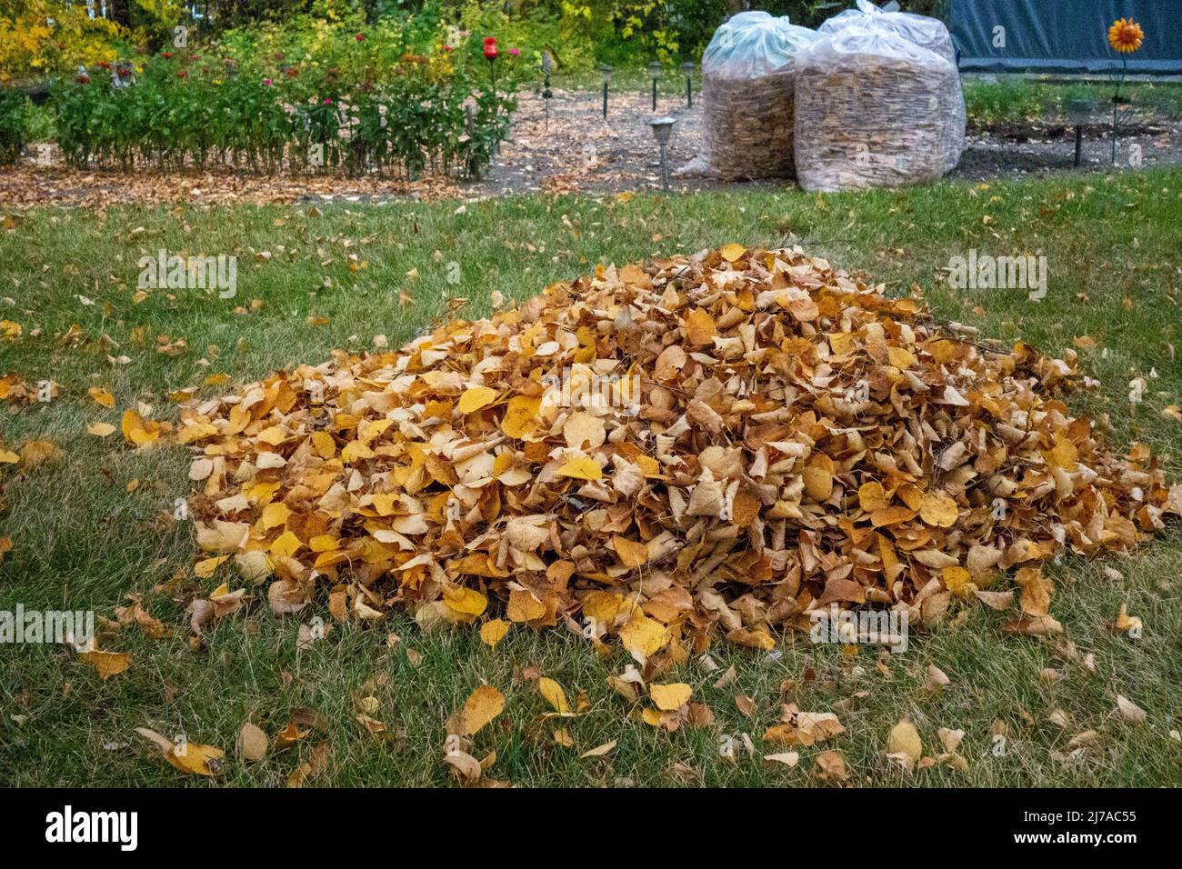 Bagged fall leaves hi-res stock photography and images - Alamy