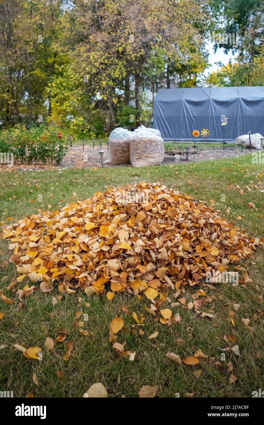 Bagged fall leaves hi-res stock photography and images - Alamy