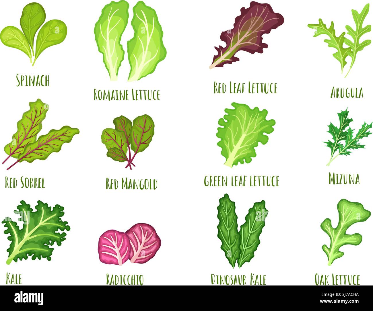 Kale Vector Fresh Kale With Roots Vector Image On VectorStock