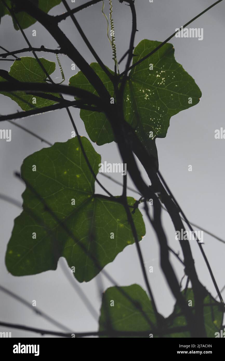 Twig blur hi-res stock photography and images - Alamy