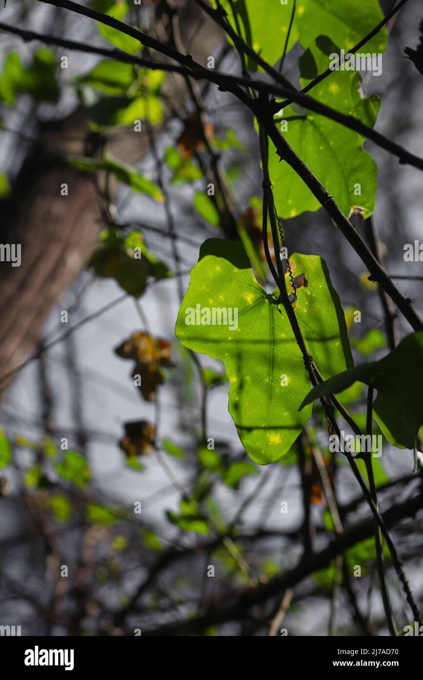 Vivid two leafs floating in air with swallow blur Stock Photo - Alamy