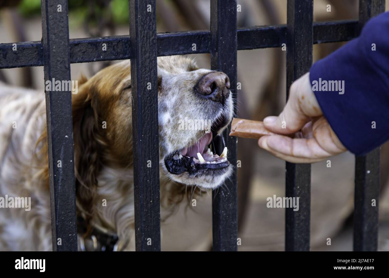 Dog locked in cage, abandoned animals pets Stock Photo - Alamy