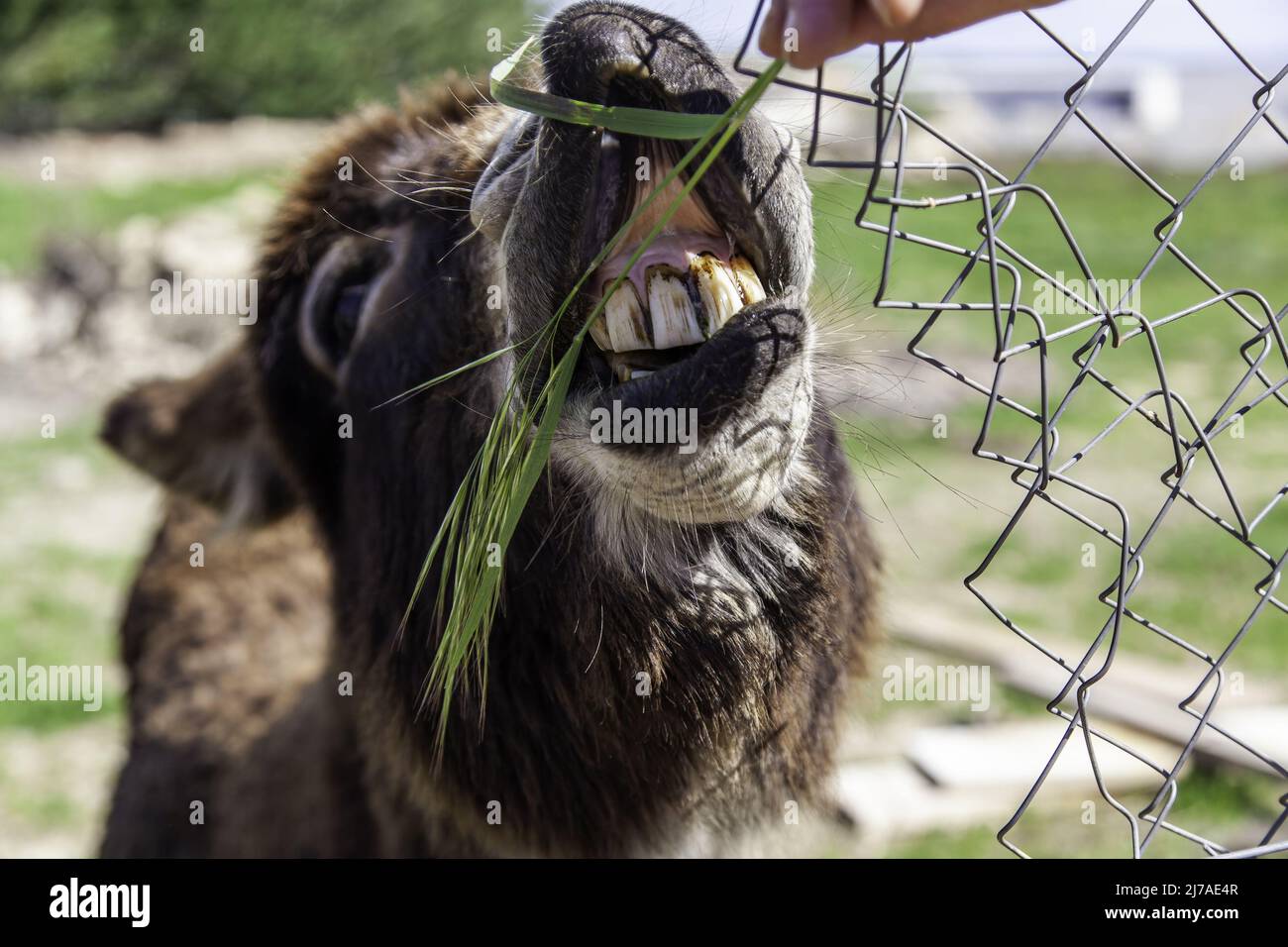 Funny field donkey, wild animals, mammals Stock Photo - Alamy